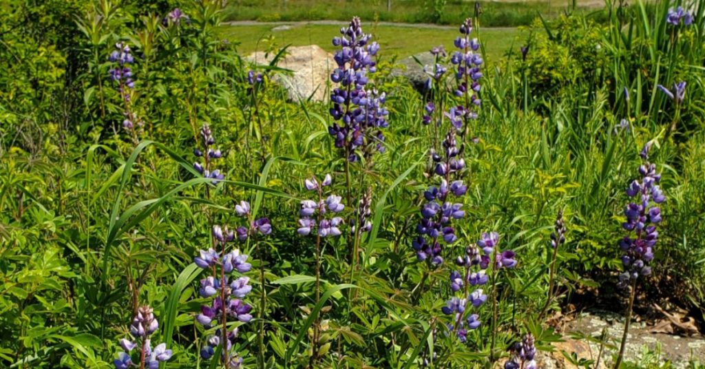 Agamenticus.org – The Mount Agamenticus Conservation Program ...