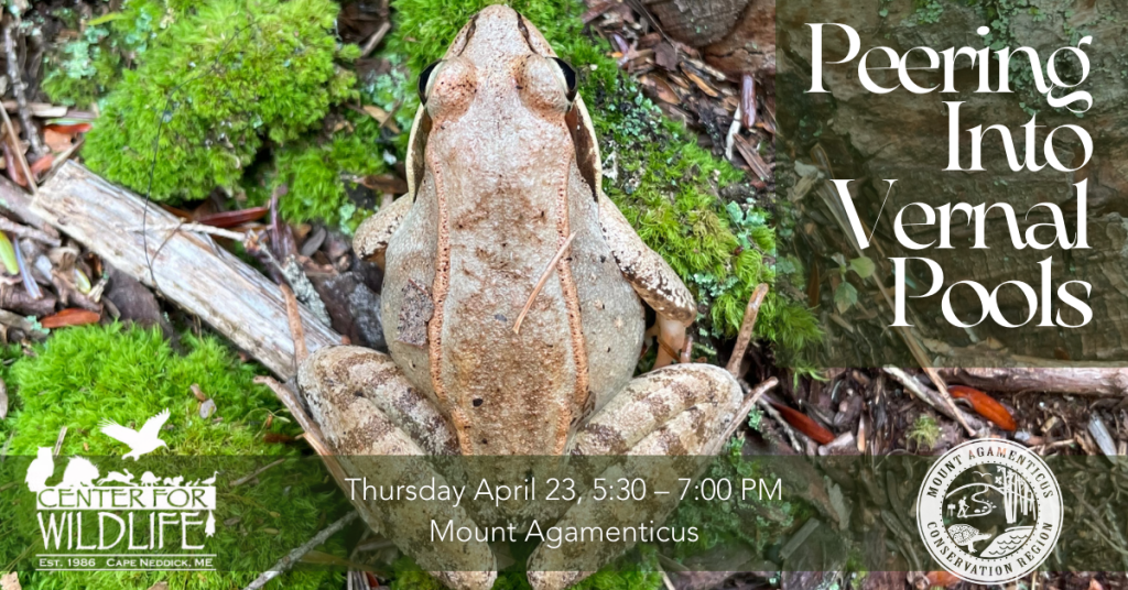 Agamenticus.org – The Mount Agamenticus Conservation Program ...